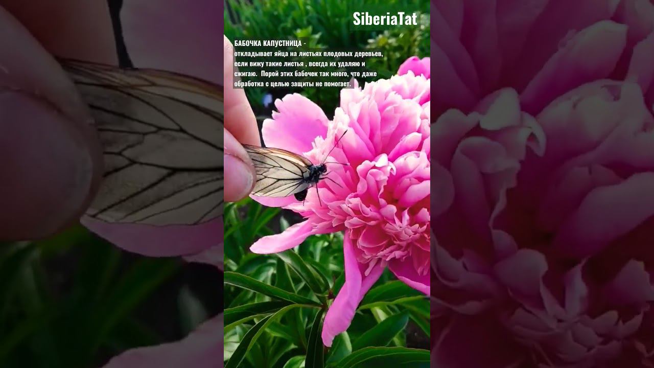 БАБоЧКА красивая, но вредная для сада #shorts #short #shortvideo