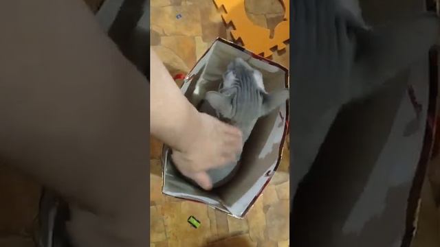 Карби в пакете 2