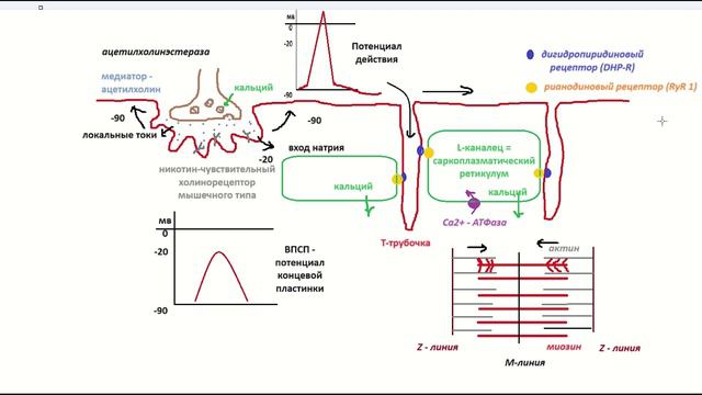 Нервно-мышечный синапс. Скелетная мышца