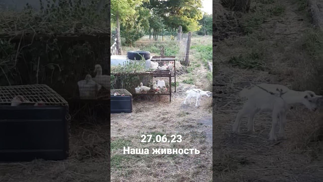 Наша живность