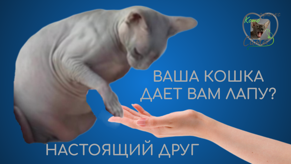 Дай, друг, на счастье лапу мне! И дает ведь!!!