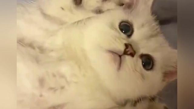 Мяу - Мур...песенка про белого котика))