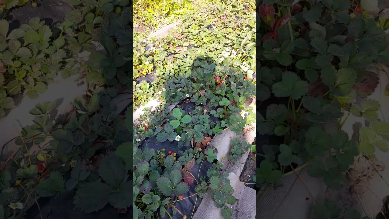 Собираем клубнику 25 августа.#клубника #деревня #ягода #шортс