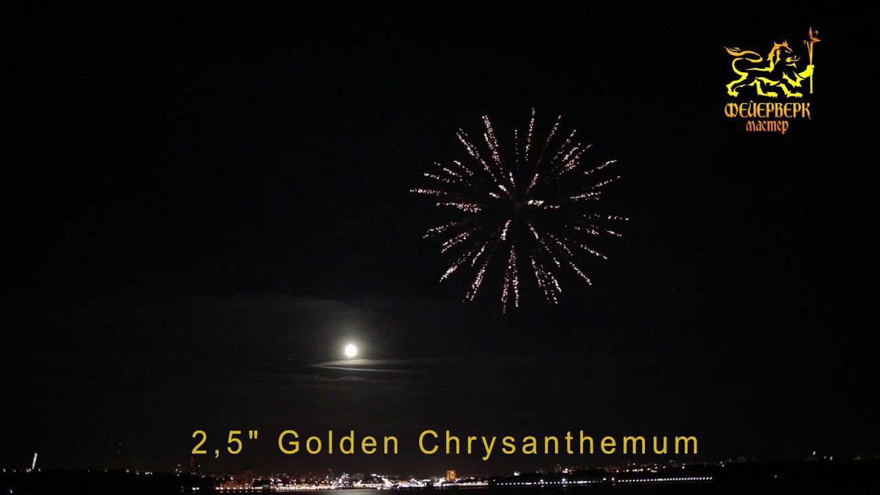 2,5" Golden Chrysanthemum