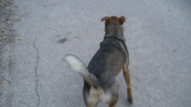 Собачьи нежности