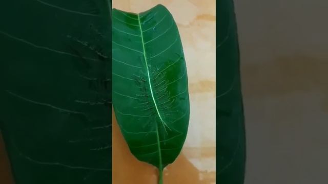 VID_20221218_210033_946.mp4