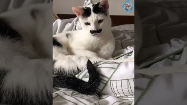 Смешные животные #53.mp4