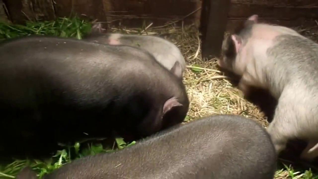 Первый День Прикорма Поросят Сосунков Вьетнамской Мраморной Свинки.