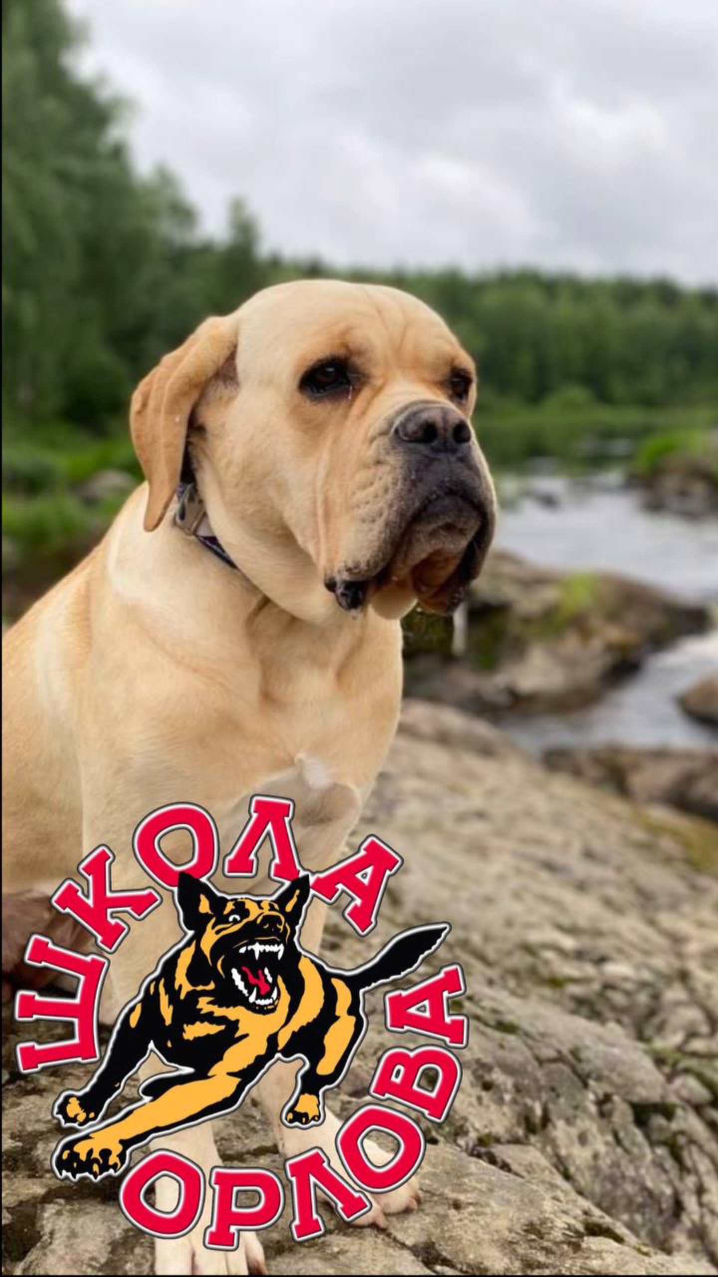 Зачем собаке воспитание...