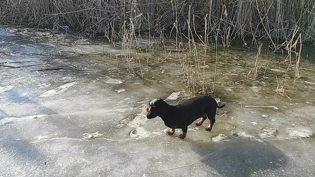 Сарделька на льду.