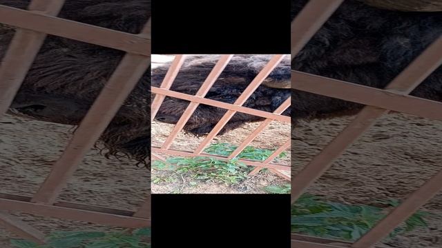 Зубрятник , зубр , зубры , зубровник , Токсово