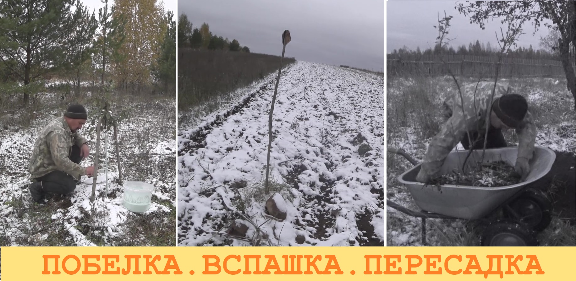 2023 Октябрь. Побелка яблонь, пашня под снегом, пересадка кустов