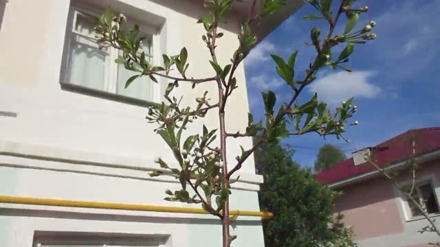 Наши клумбы 163 видео .