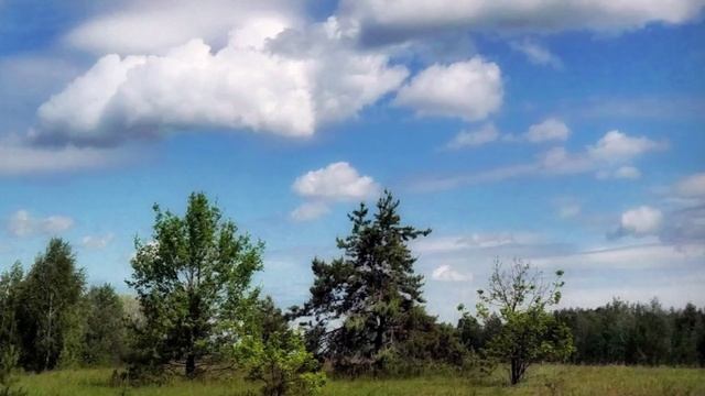 "ВЛАДИМИРОВО ЛЕТО".... (Фото Владимира Шошина (Владимир) - Московский Камерный оркестр)