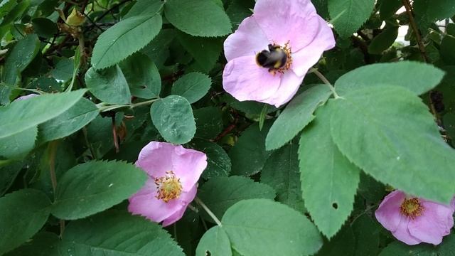 Лето пришло! Шмели собирают нектар.