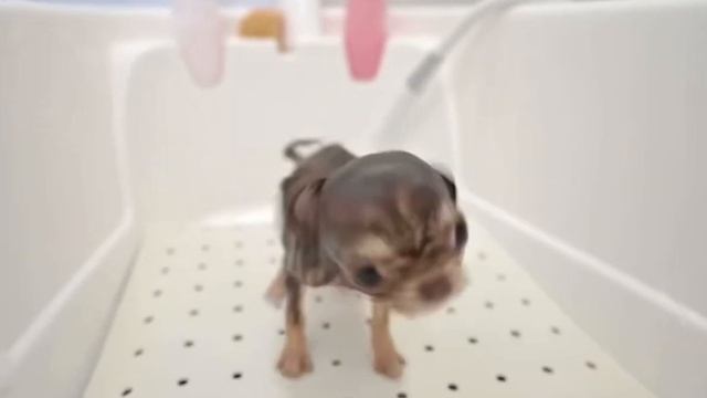 Груминг мини Чихуахуа