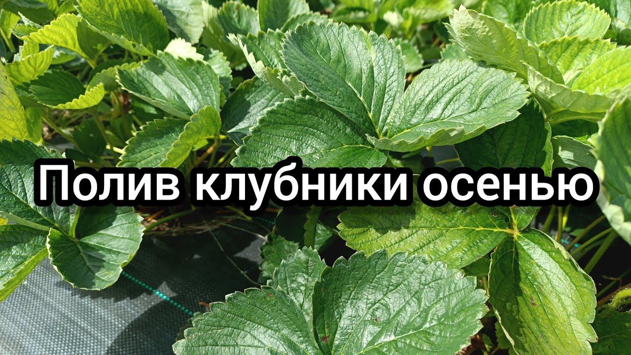 Полив клубники осенью.