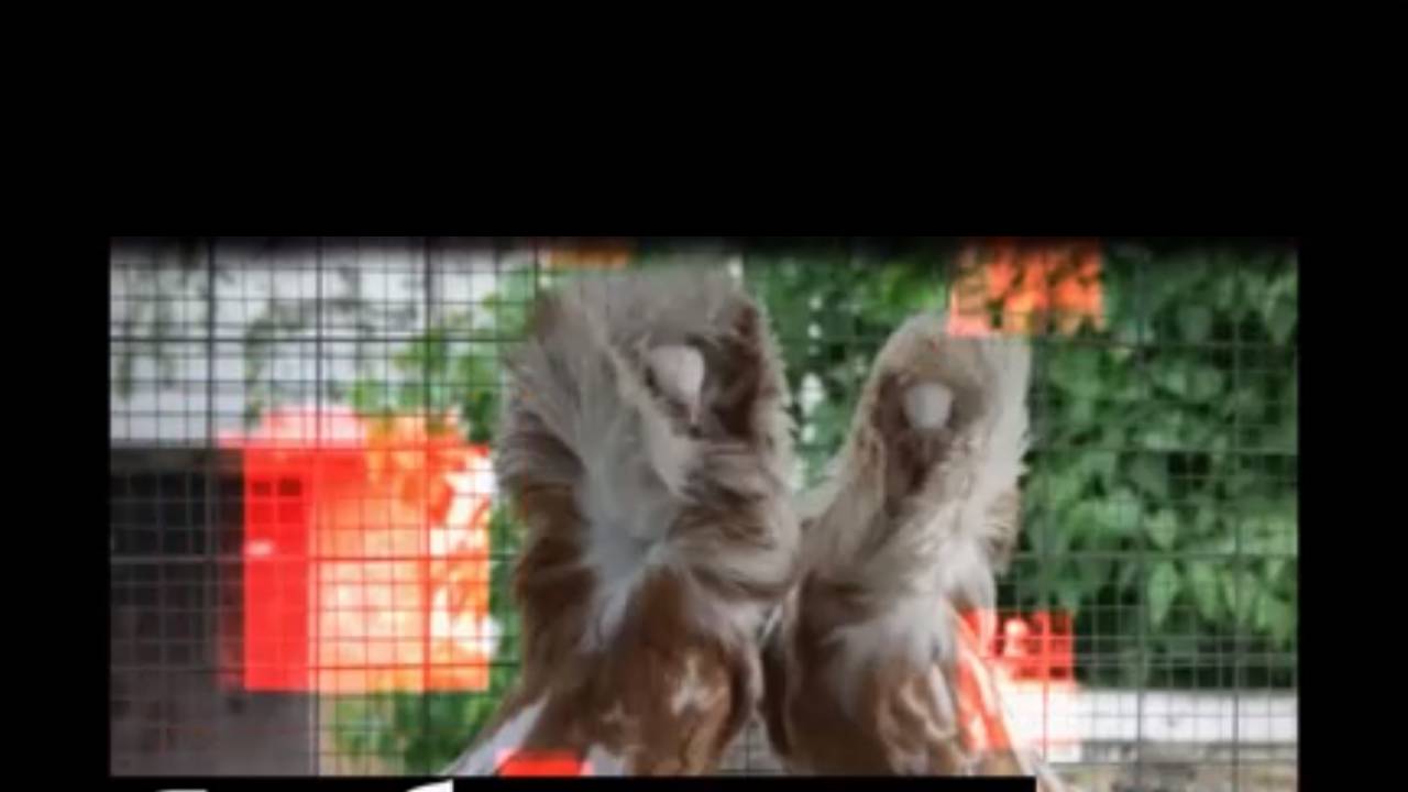 Якобин, голубь с проблемной жизнью #голуби #домашние голуби #Якобины #Индия