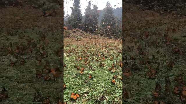 VID_20221218_183214_134.mp4