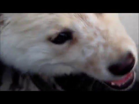 Зоогостиница в Новосибирске. «Территория Животных»