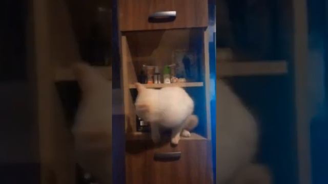 29 марта 2022 г. Лучший кот.mp4