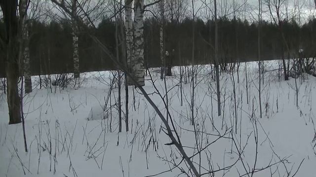 РГ Шалун (Жёлтый)
