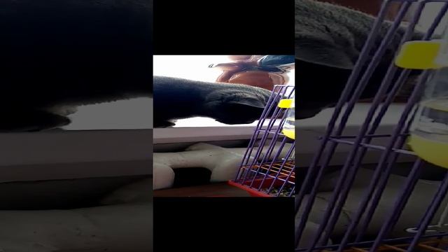 Как ведут себя крысы, когда учуяли кошку