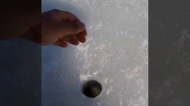 Крупный ОКУНЯРА!