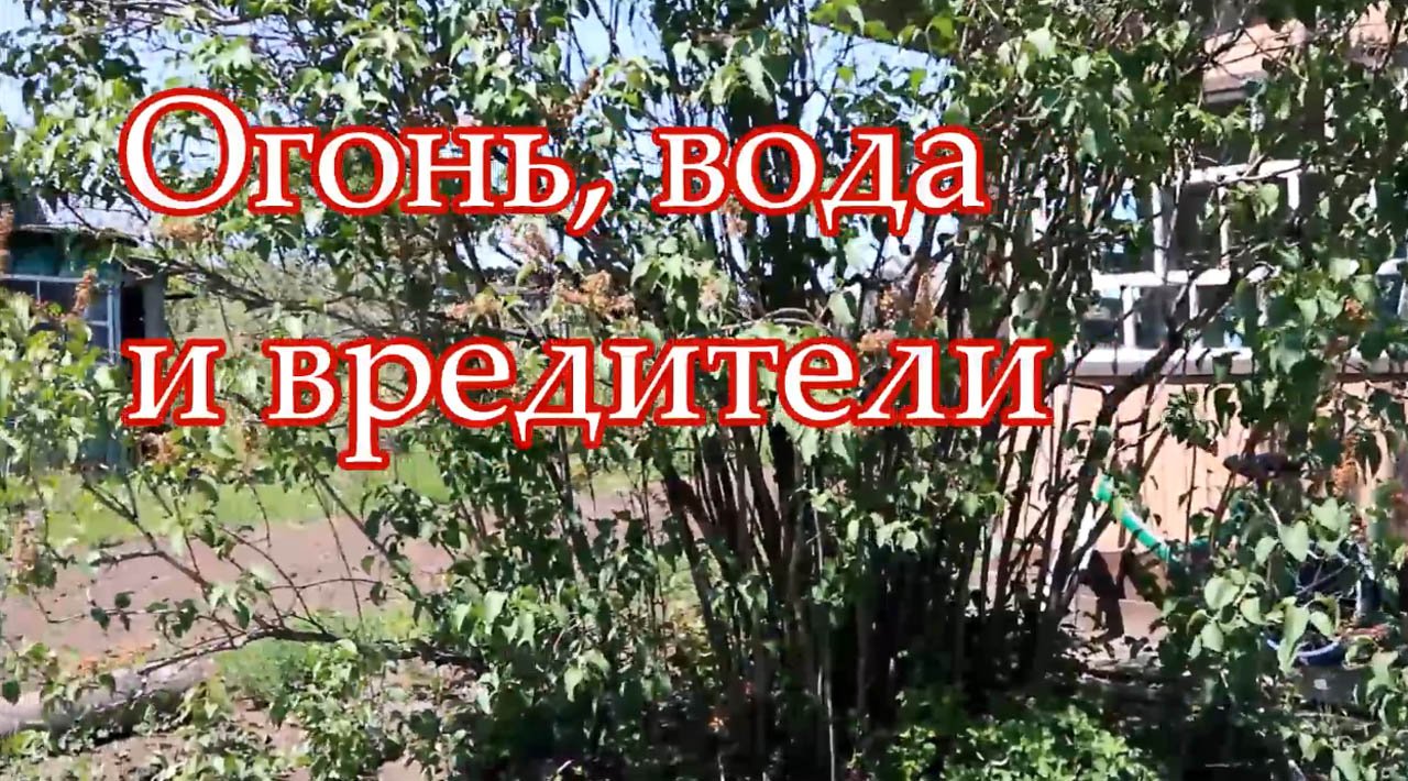 огонь, вода и вредители.mp4