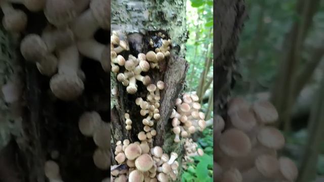 Пошли по лисички, а тут..