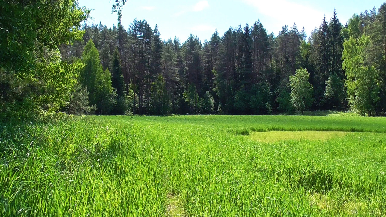 Пейзажи лета: зеленый луг возле леса. Звуки живой природы.