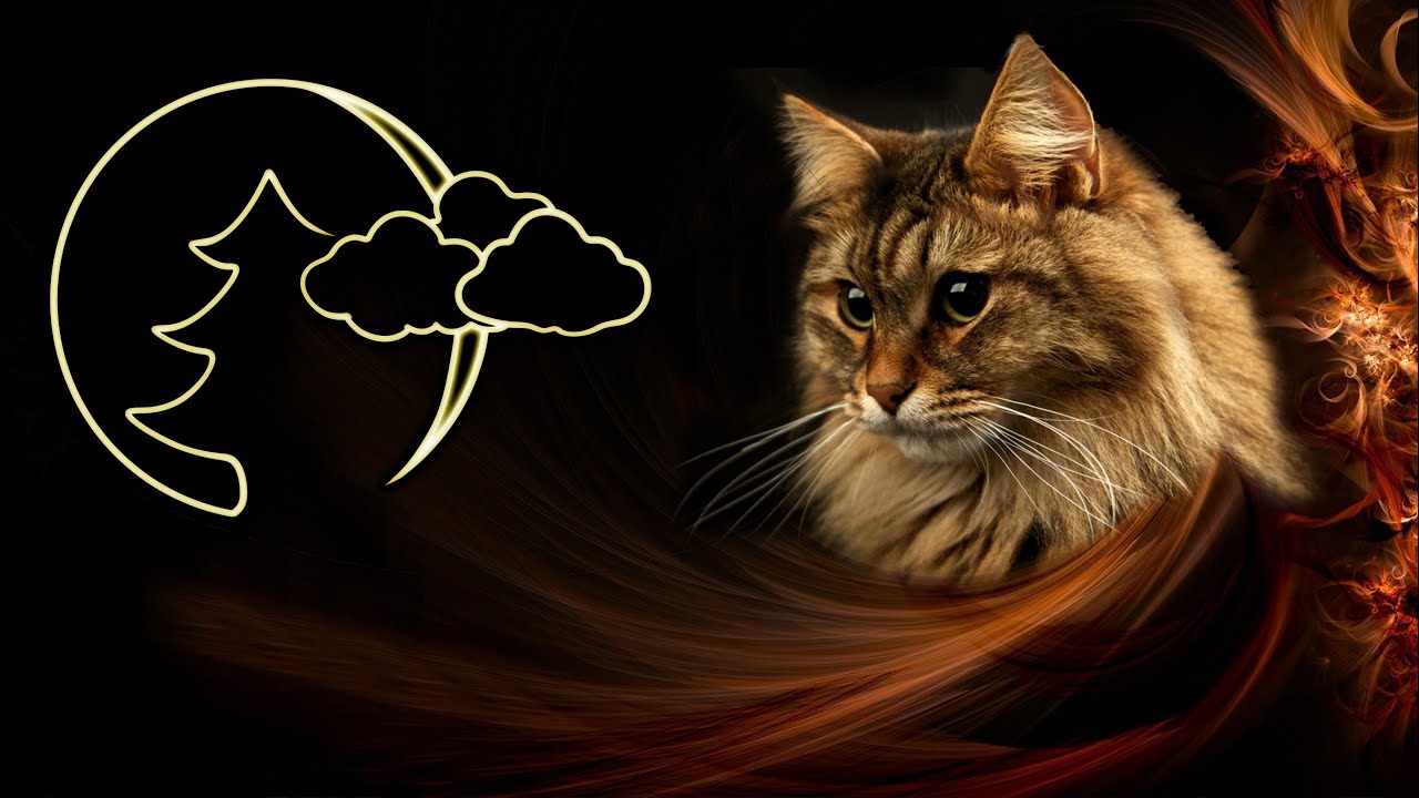 Мурлыканье кошки, Релакс, Исцеление, ДЛЯ СНА, ДУШЕВНОГО СПОКОЙСТВИЯ   Relax for sleep A purring cat