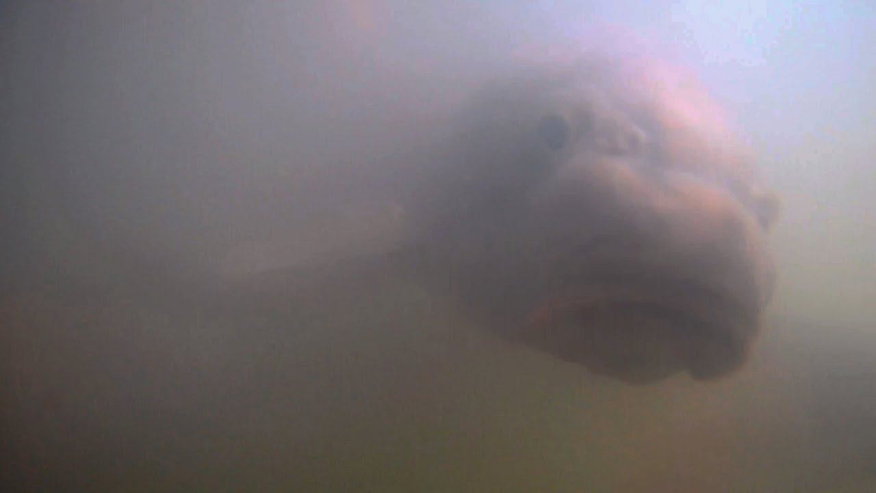 Кормим Карпов Едят с Аппетитом Рыбалка в Дагестане