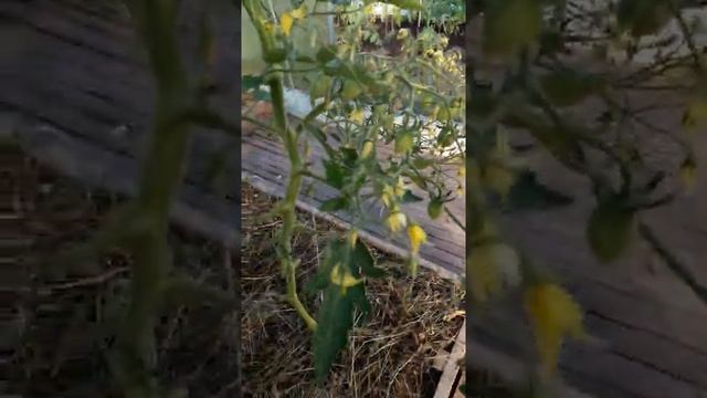 Томаты в теплице. Обзор 19.06.2021.mp4