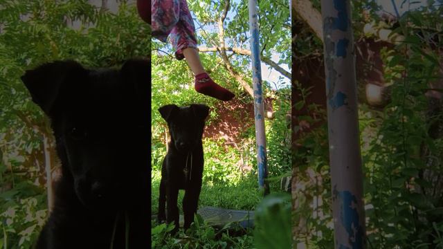 #shorts щенячий патруль