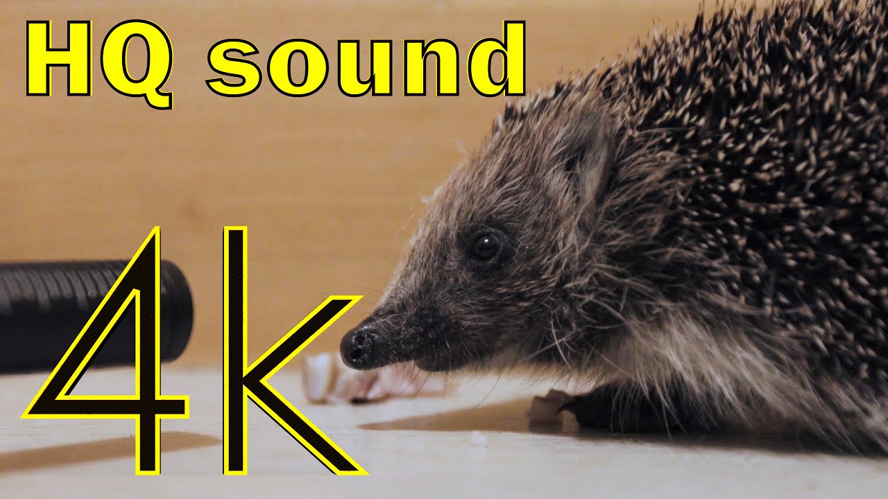 Ёжик фыркает и жуёт (4k HQ sound)