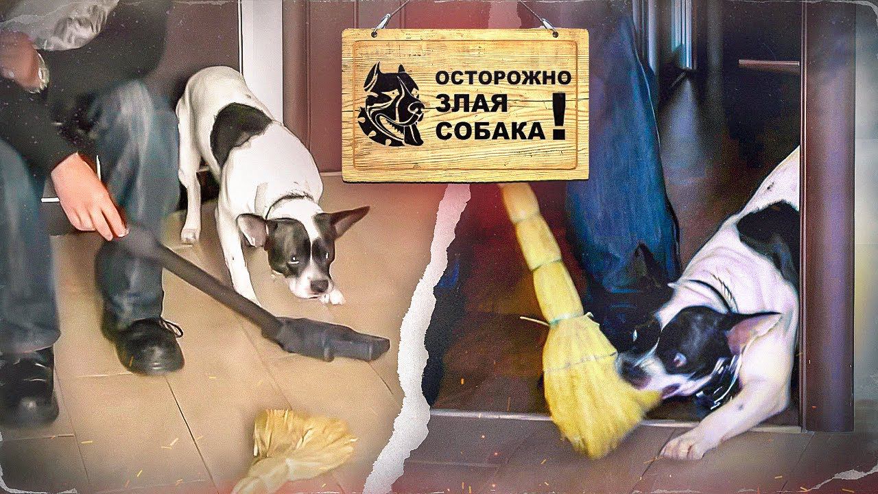 Агрессия на  пылесос и веник(французский бульдог)