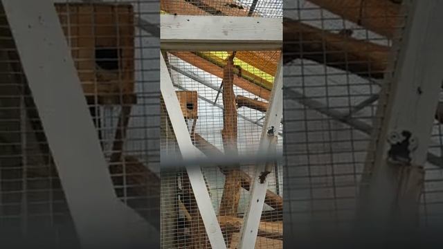 белка без колеса