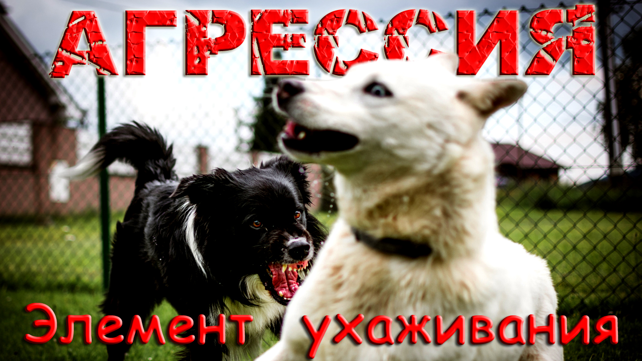 Агрессия собаки как элемент ухаживания / Кинология / Зоопсихология