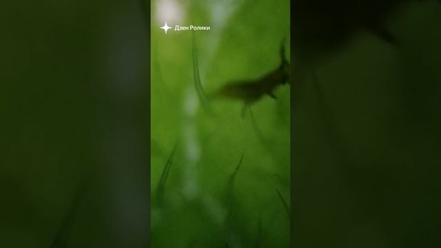 Знакомство с трипсами.mp4