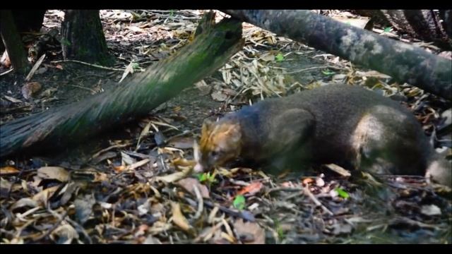 Ягуарунди, а вы знали о этой дикой кошке?