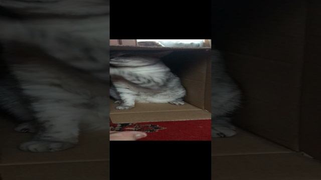 откройте коробочку!