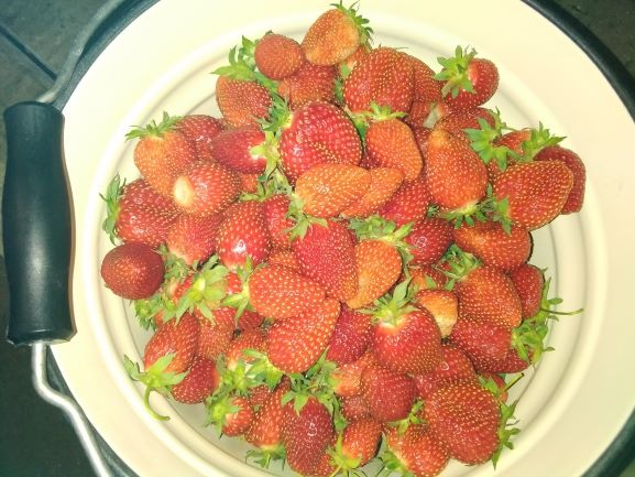 Рассада клубники своими руками