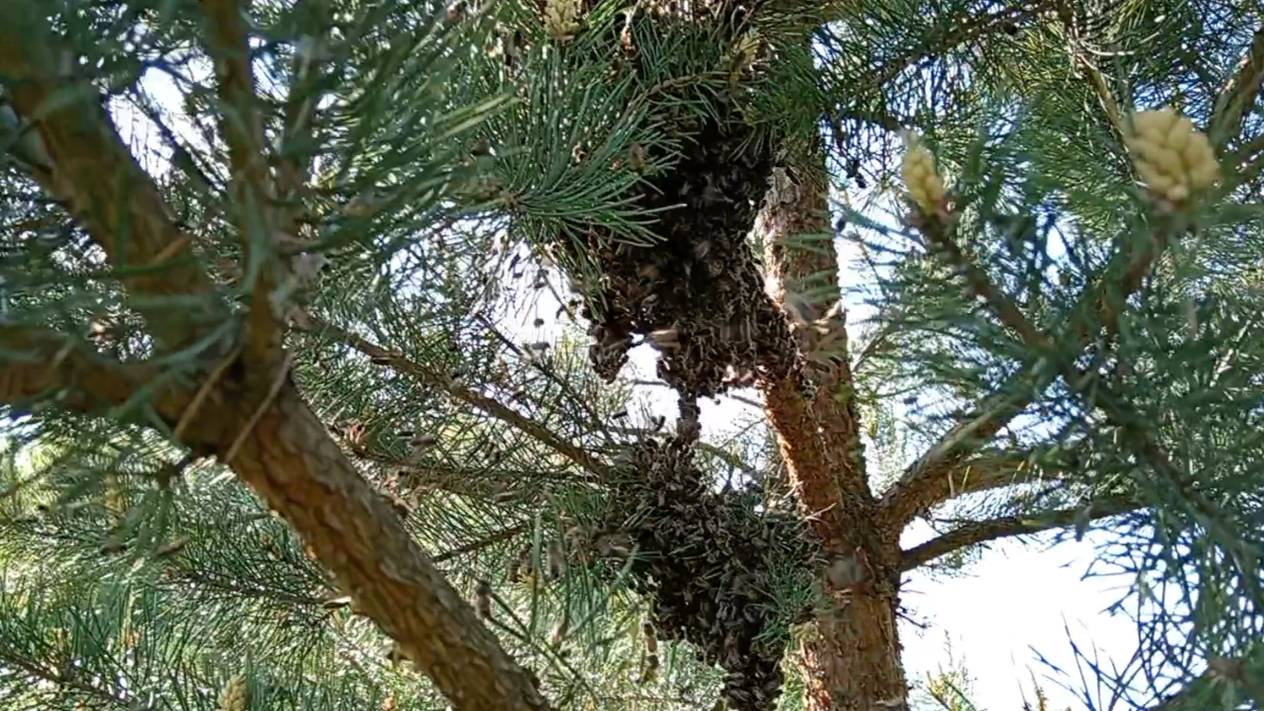 Шестое роение на пасеке (29.05.2024 года)