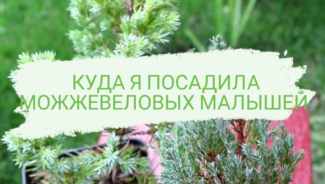 КУДА Я ПОСАДИЛА МОЖЖЕВЕЛОВЫХ МАЛЫШЕЙ.