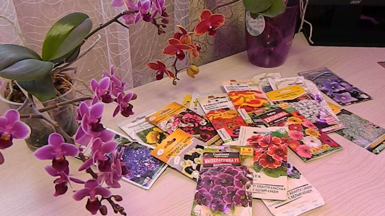 какие цветы посеять в феврале на рассаду