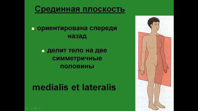 Оси и плоскости в анатомии. Срединная плоскость.