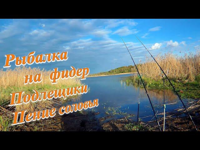 Рыбалка на фидер  Подлещики  Пение соловья