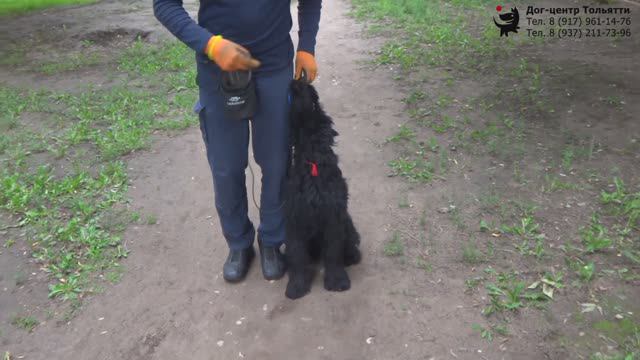 Учим собаку команде Ко мне (парковка). Третий этап. Шигаев Роман и ризеншнауцер Куба. Тольятти, 2019
