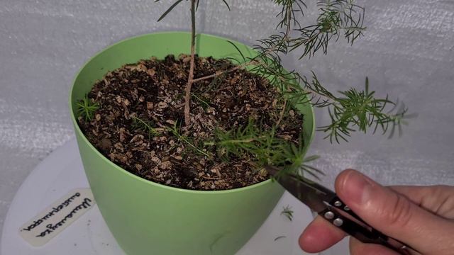 Мелалеука альтернифолия 10